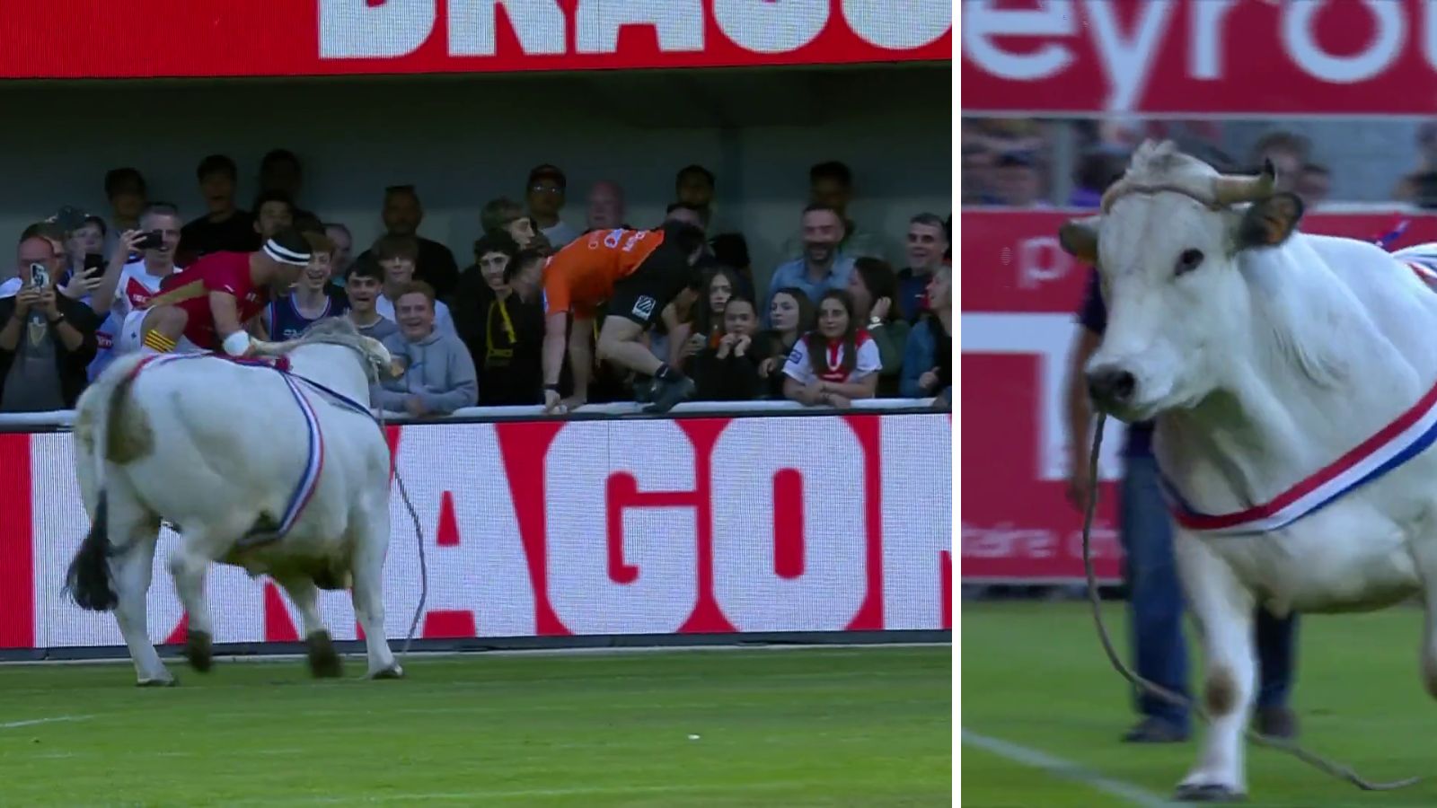 WATCH: HAVOC ensues as a BULL is let loose in rugby stadium! : PlanetRugby