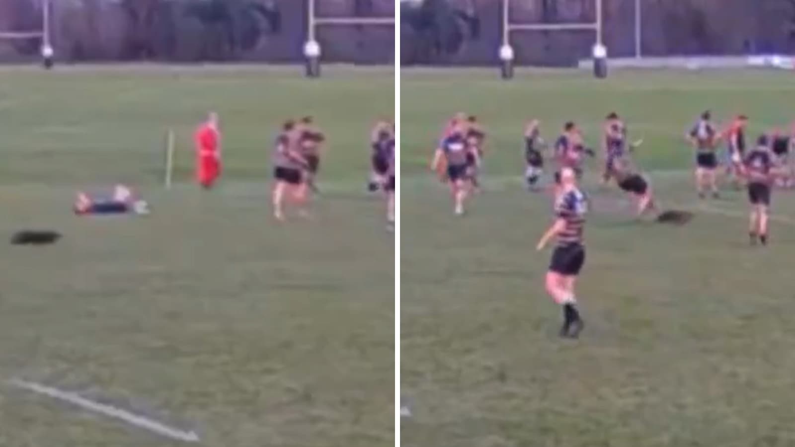 'Oh deer' - Rugby player 'wiped out' by animal in club match